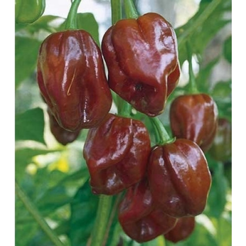 Peper Habanero chocolate ( Хабанеро шоколадный )